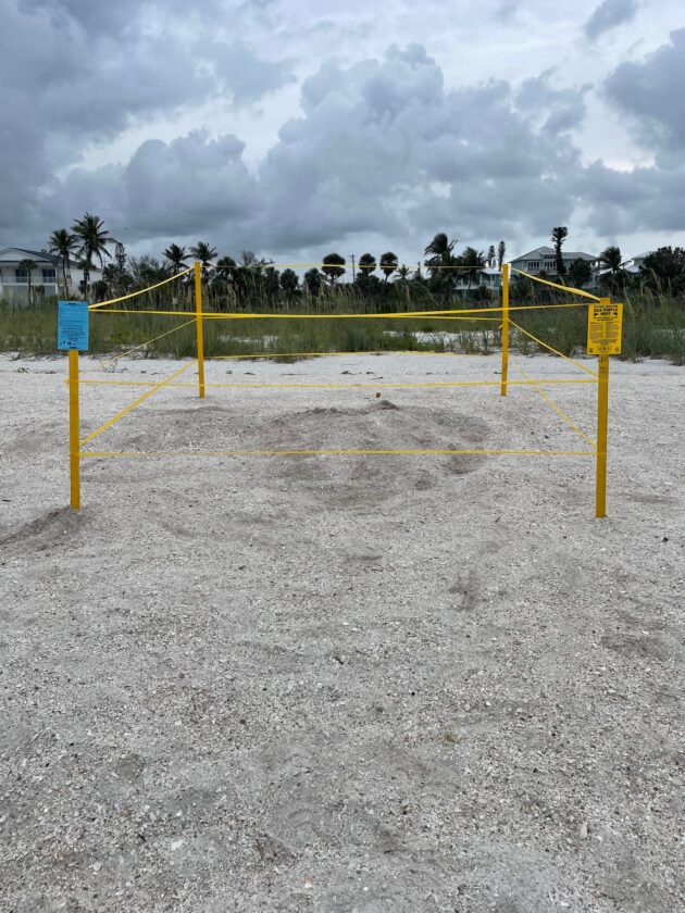 Loggerhead sea turtle nesting numbers for Fort Myers Beach - FORT MYERS ...